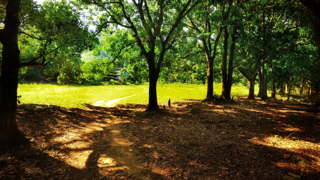 Parque de árvores em Triunfo, RJ